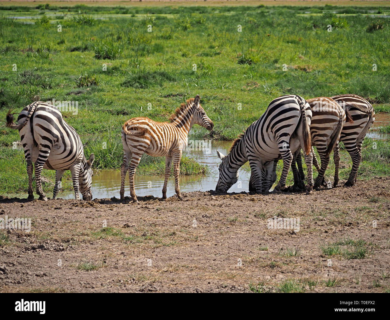 4. zebra grass hi-res stock photography and images - Alamy