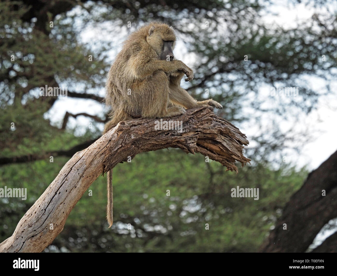 Cracked limb hi-res stock photography and images - Alamy