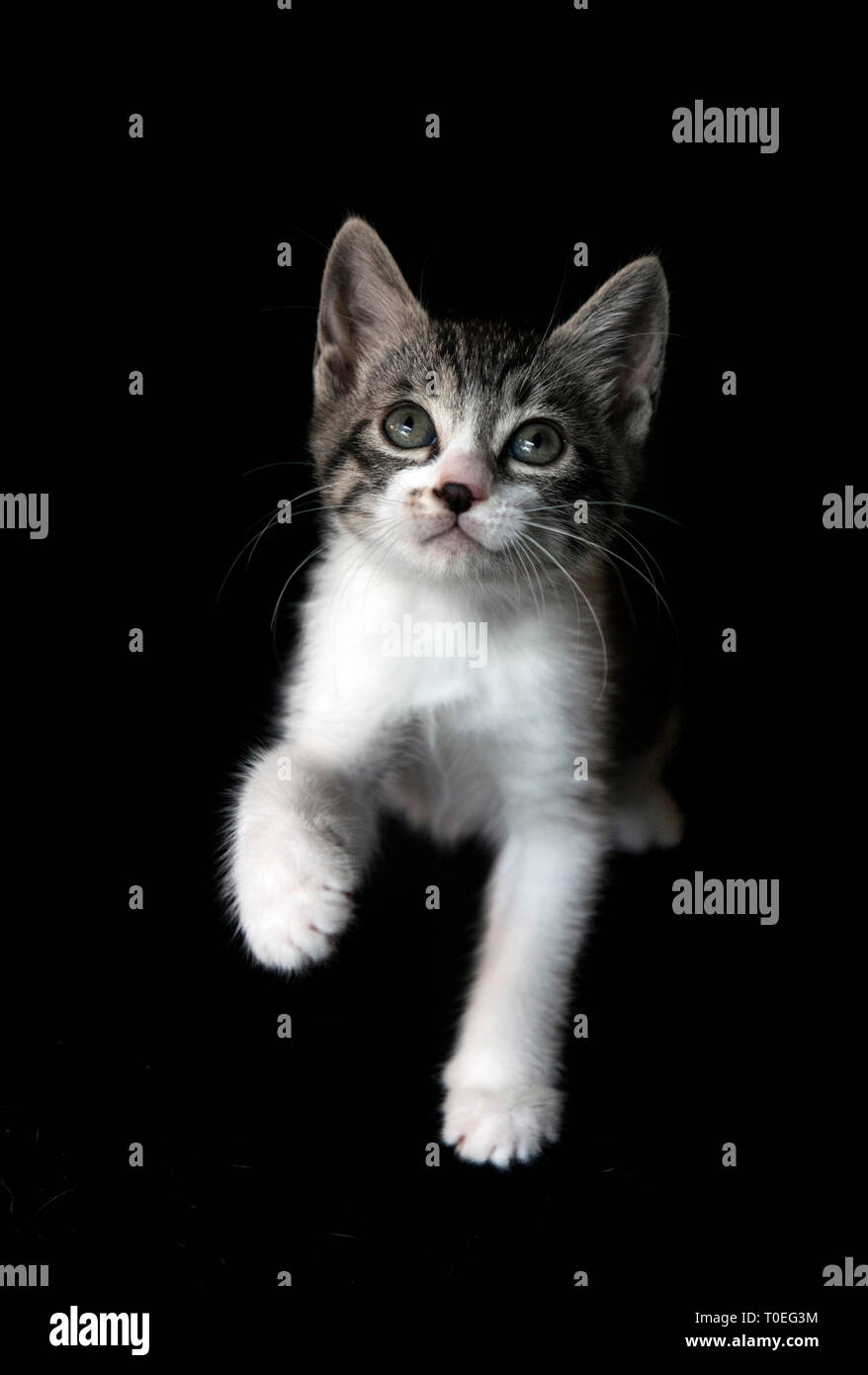 Domestic Japanese Bobtail kitten Stock Photo - Alamy