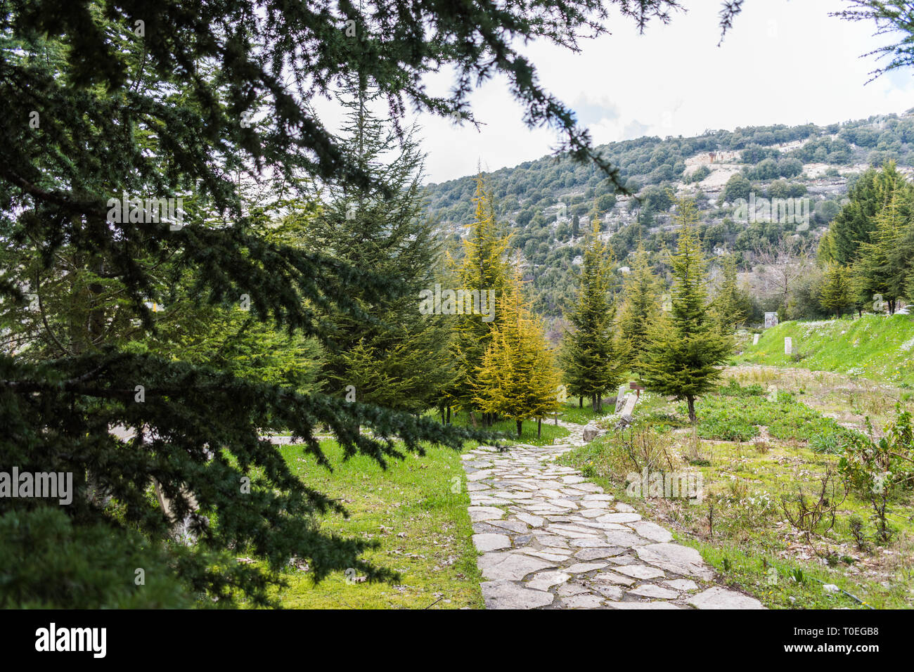 this is a capture for a landscape in Lebanon with a beautiful green ...