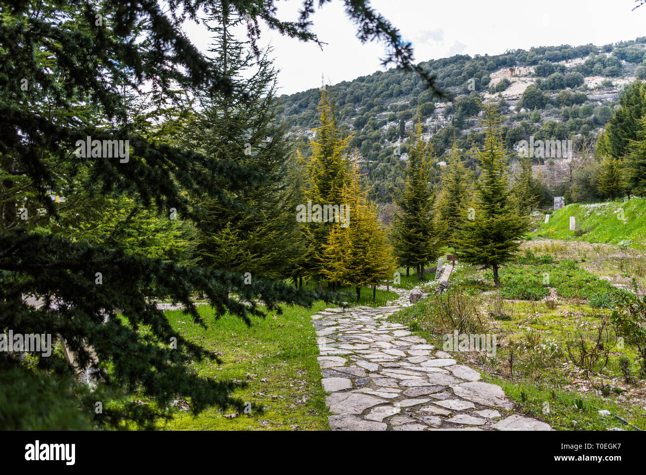 this is a capture for a landscape in Lebanon with a beautiful green ...