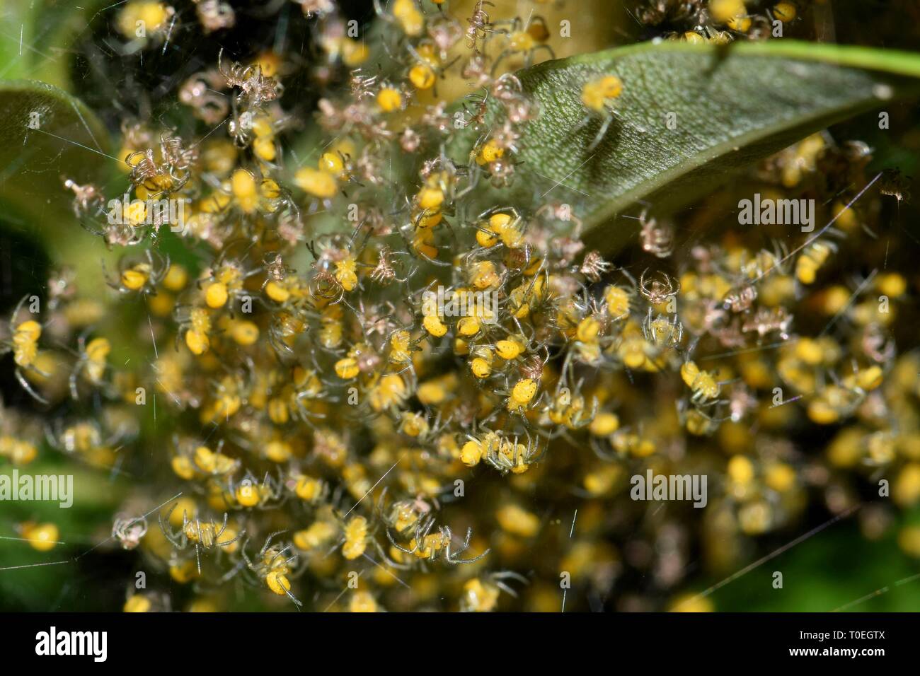Spider hatchlings hi-res stock photography and images - Alamy