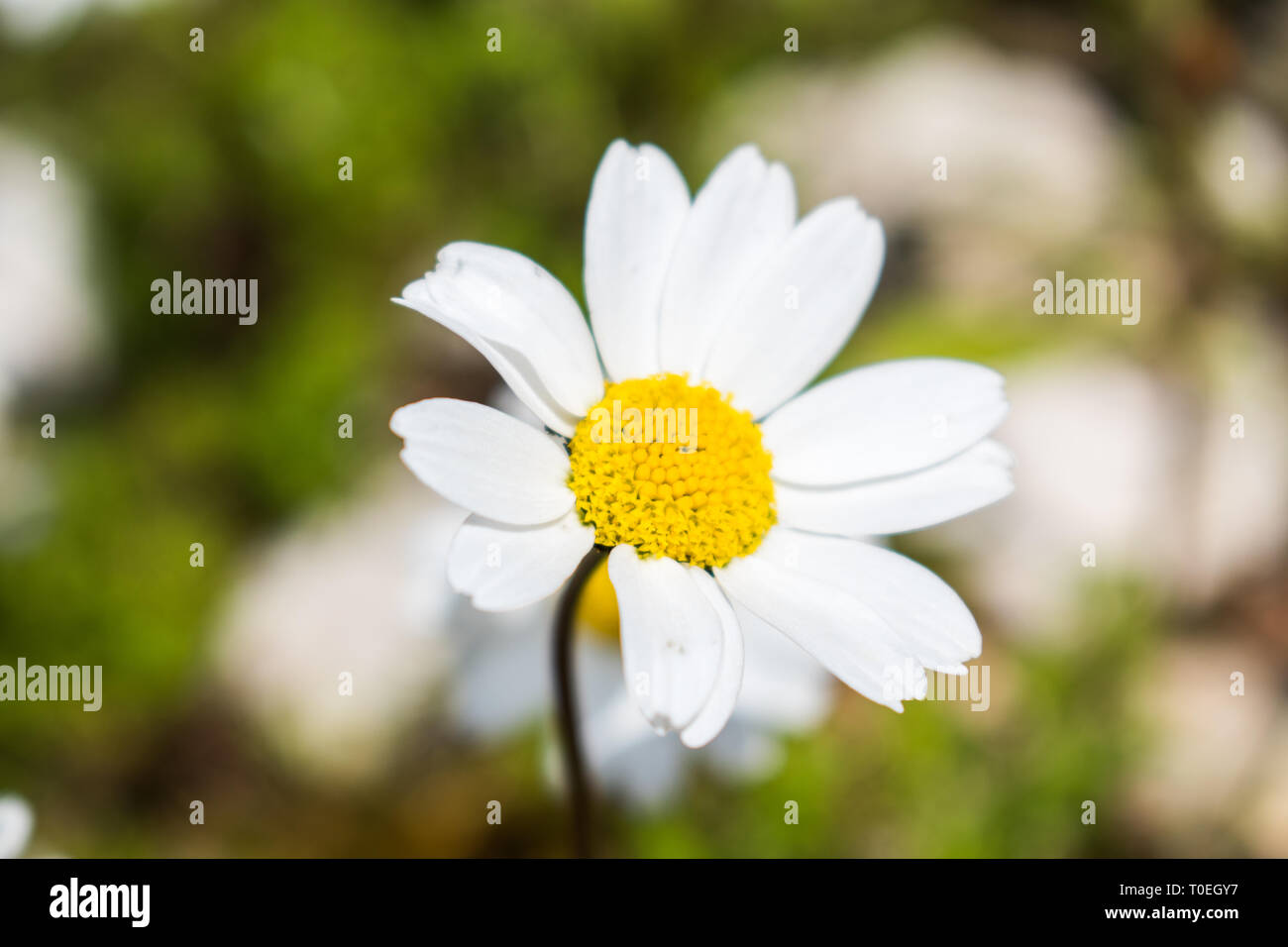 Margaret flower hi-res stock photography and images - Alamy