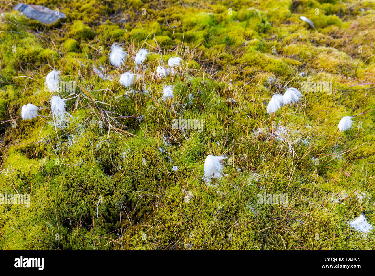 Arctic lichens hi-res stock photography and images - Alamy