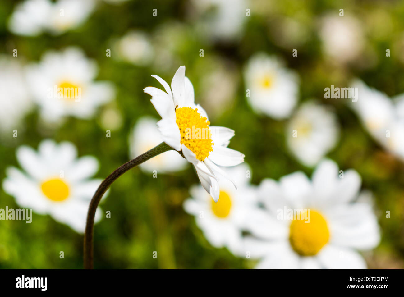 Margaret flower hi-res stock photography and images - Alamy
