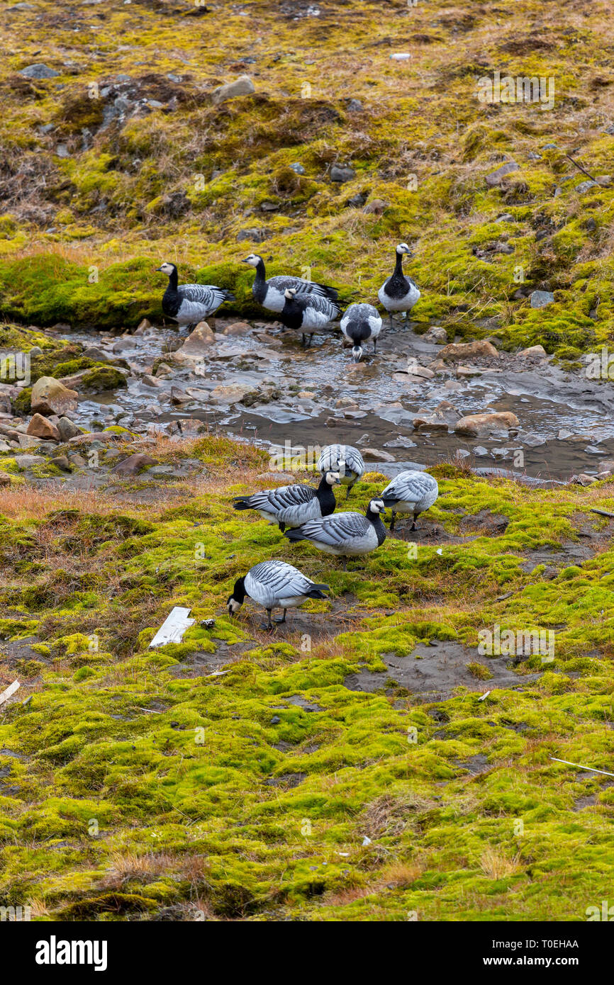 Group off Barnacle goose drinking in a creek, arctic. Svalbard, Norway ...