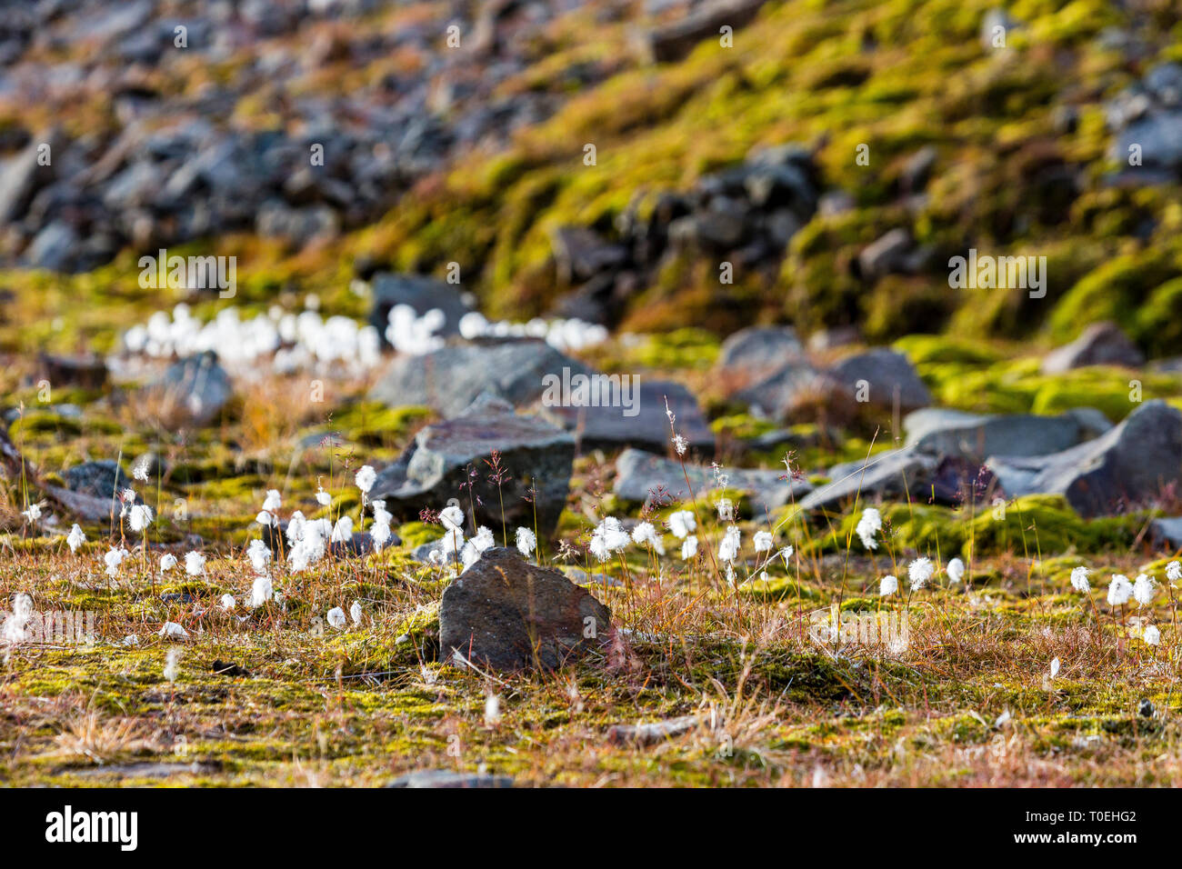 green mosses, light grass, lichens, covered Rocks, This is the only ...