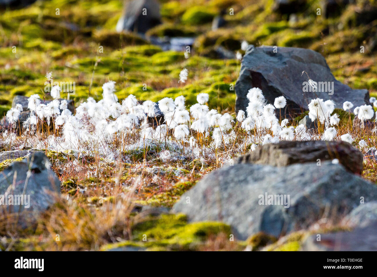 green mosses, light grass, lichens, covered Rocks, This is the only ...