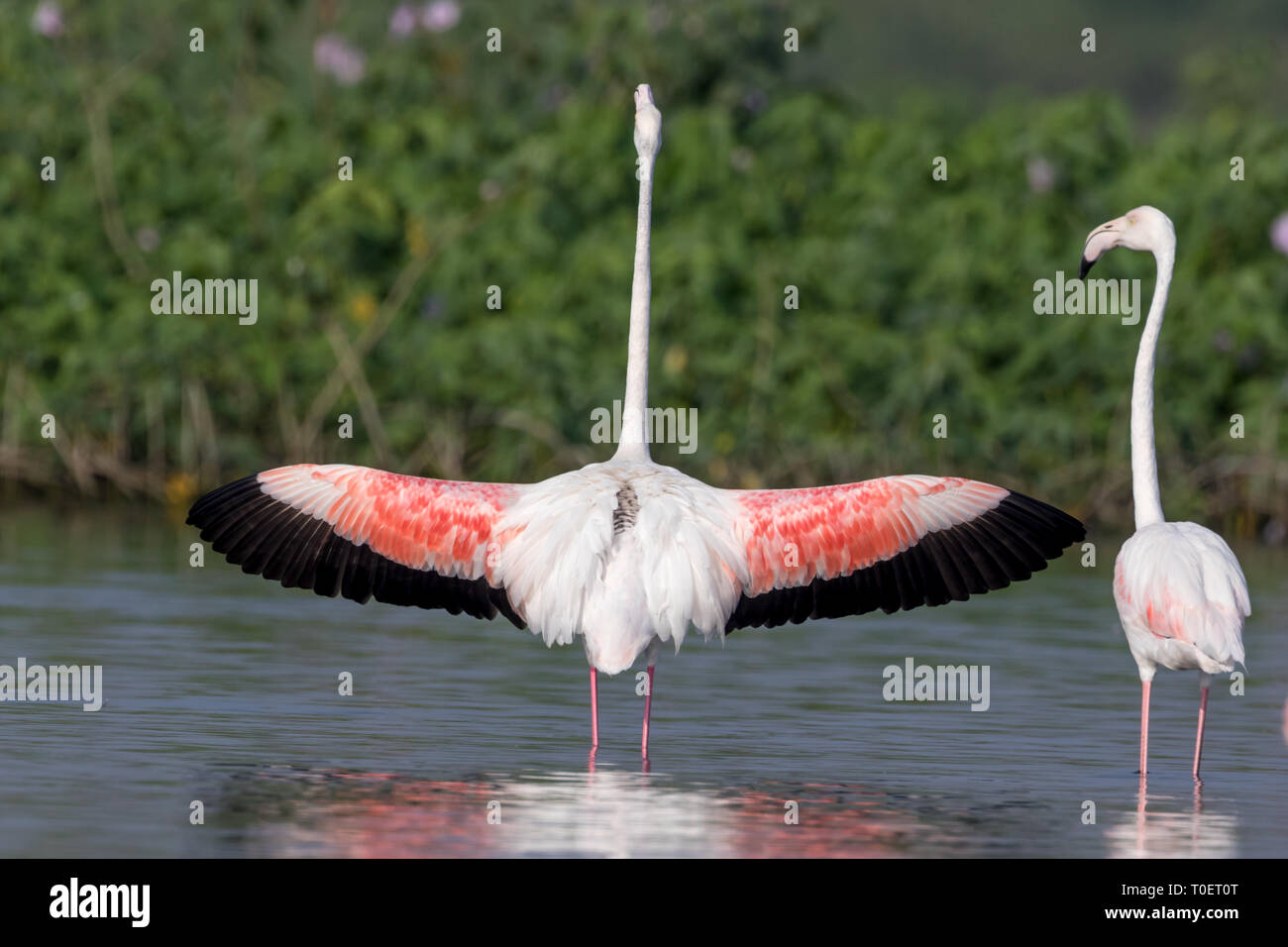 Greater Flamingo Migration