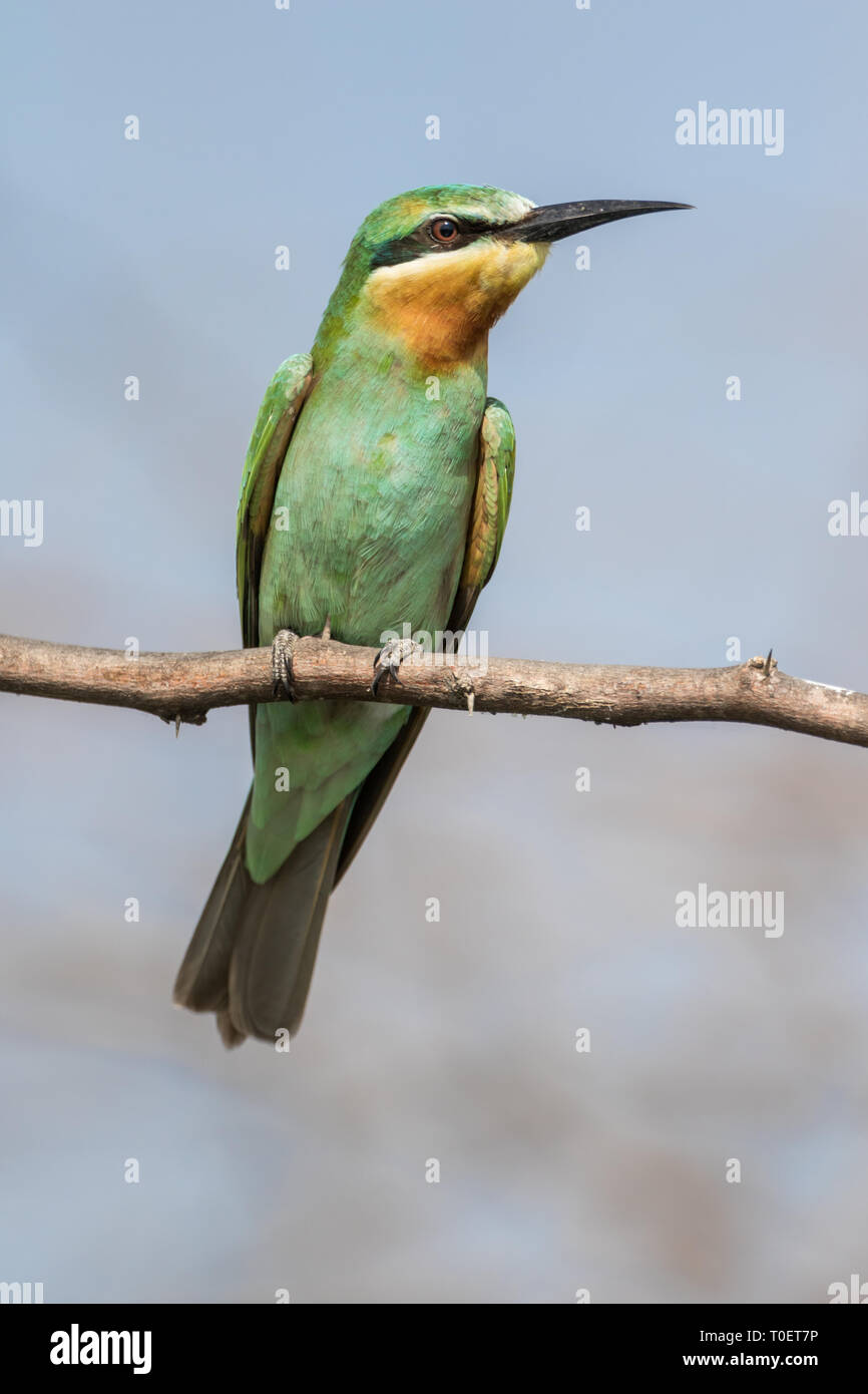 The blue-cheeked bee-eater (Merops persicus) resting on bare tree ...