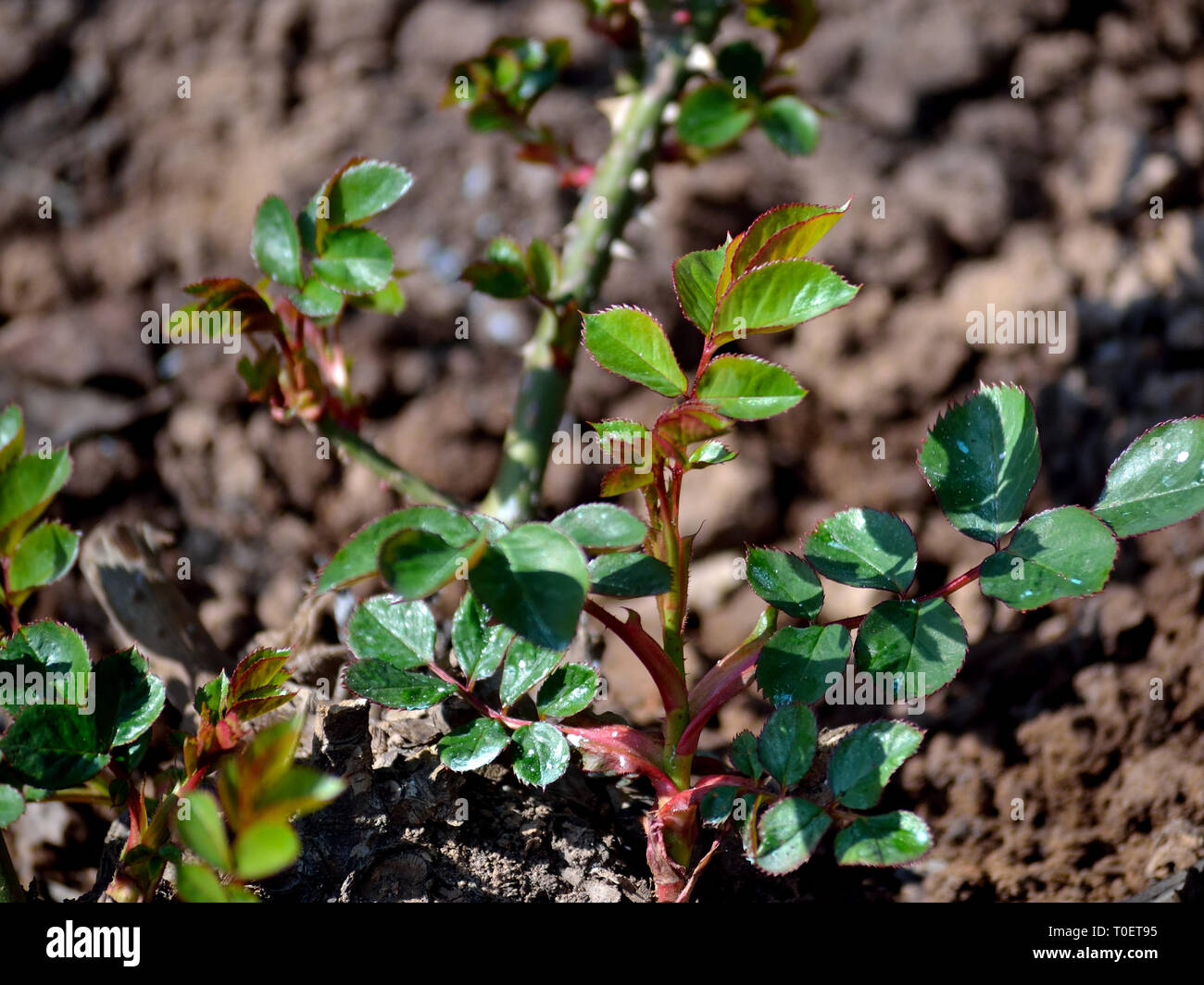 Young rose hi-res stock photography and images - Alamy