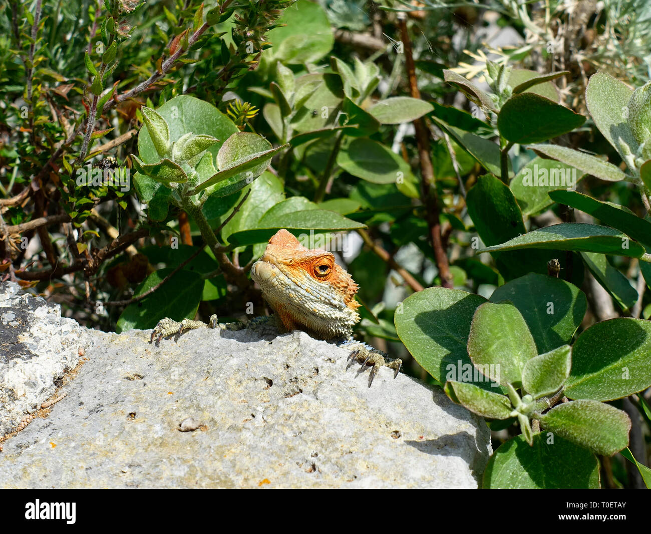 Ionian wall lizard hi-res stock photography and images - Alamy