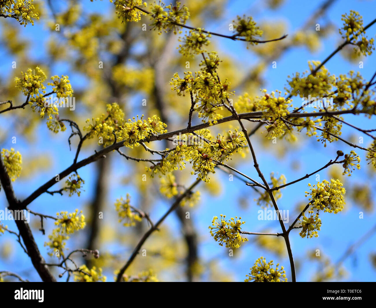 Blooming flowers of Cornelian cherry, cornus mas Stock Photo - Alamy