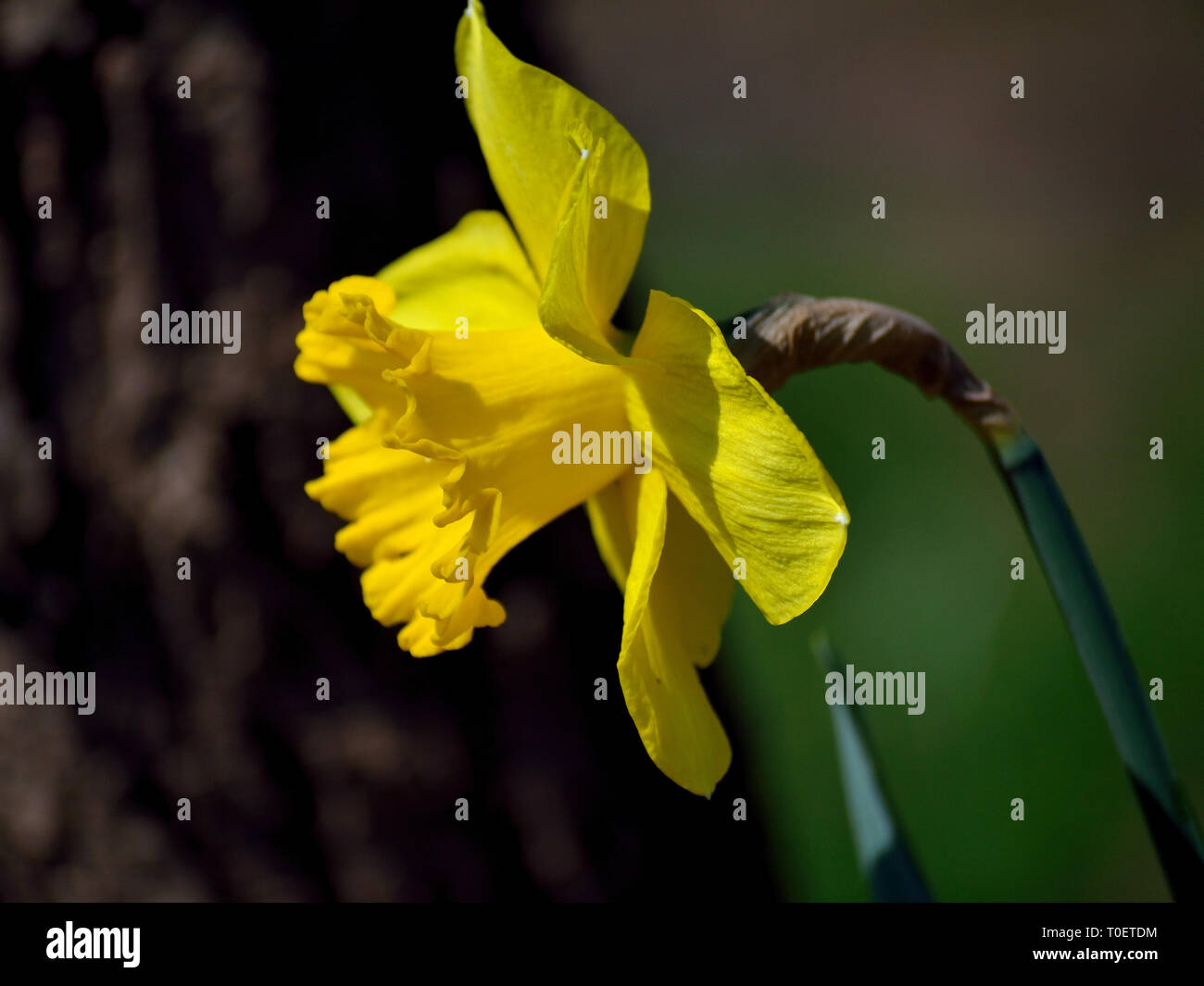One daffodil flower, Narcissus pseudonarcissus Stock Photo - Alamy