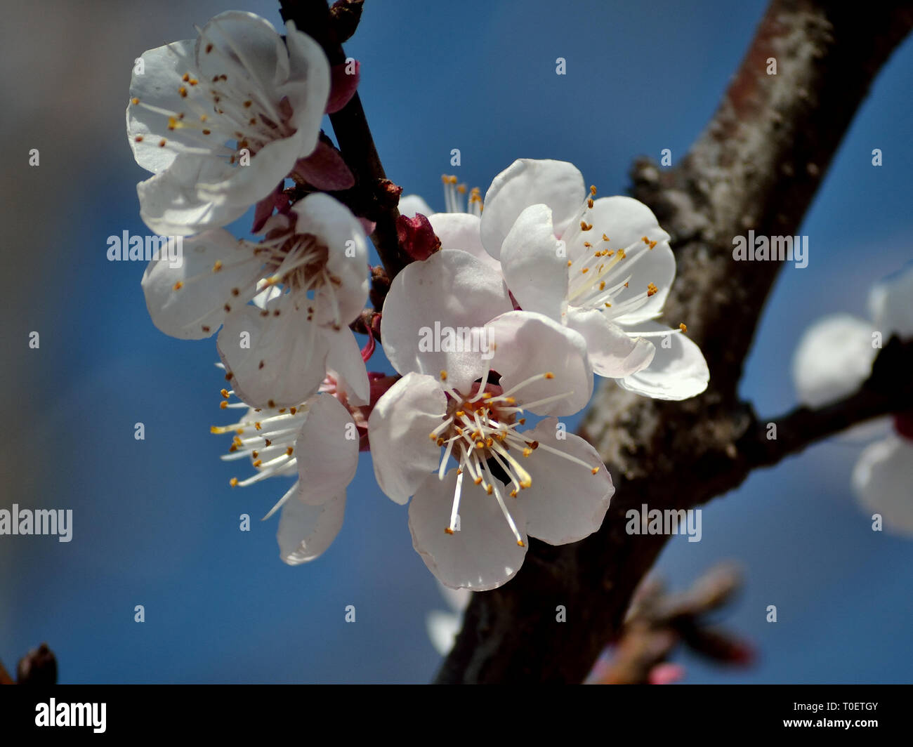 Apricot branch hi-res stock photography and images - Alamy