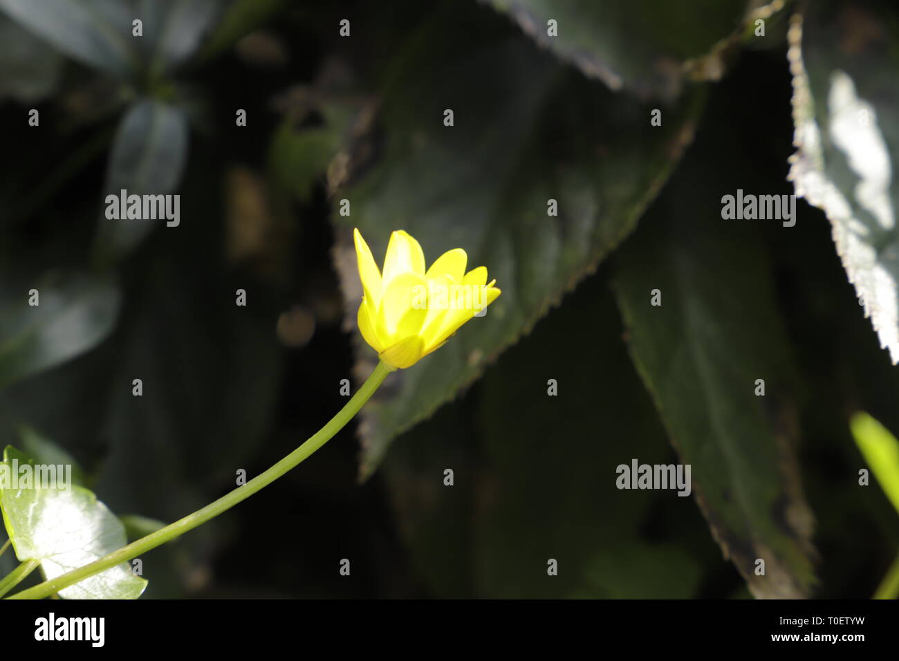Ficaria verna verna or celandine, yellow spring flowers Stock Photo - Alamy