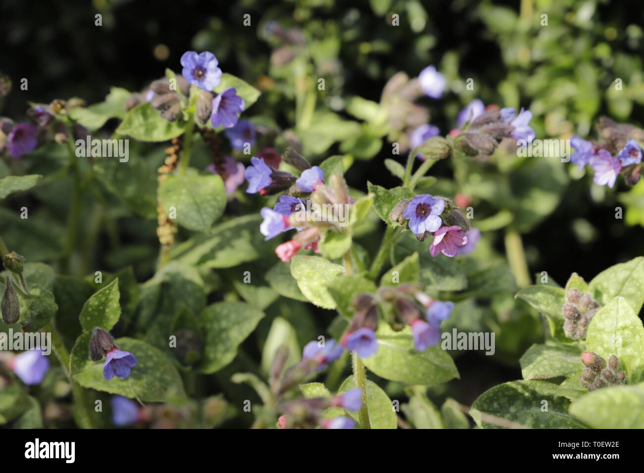 Pulmonaria officinalis or common lungwort Stock Photo - Alamy