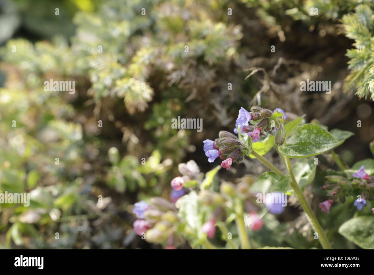 Pulmonaria officinalis or common lungwort Stock Photo - Alamy