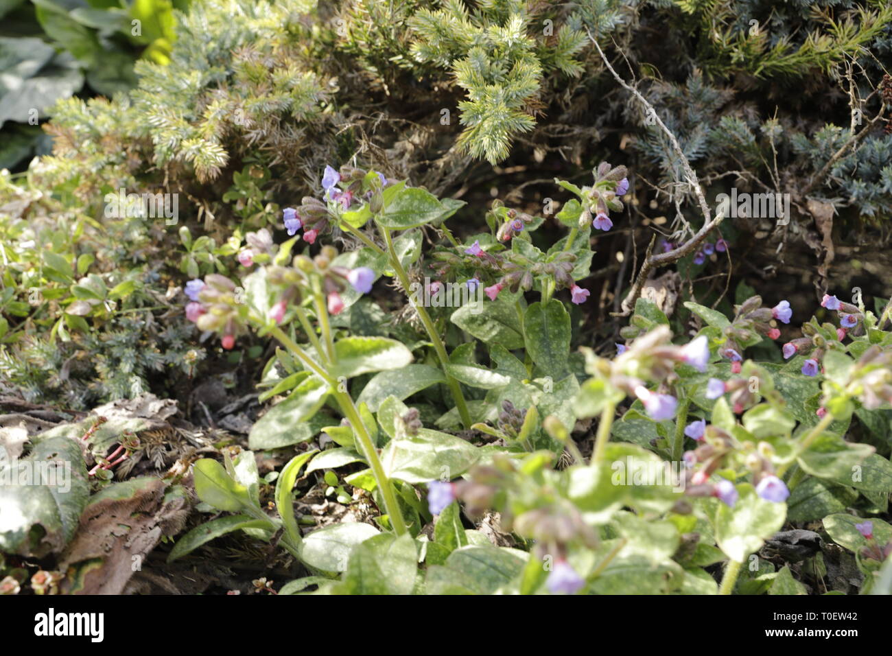 Blue ensign pulmonaria hi-res stock photography and images - Alamy