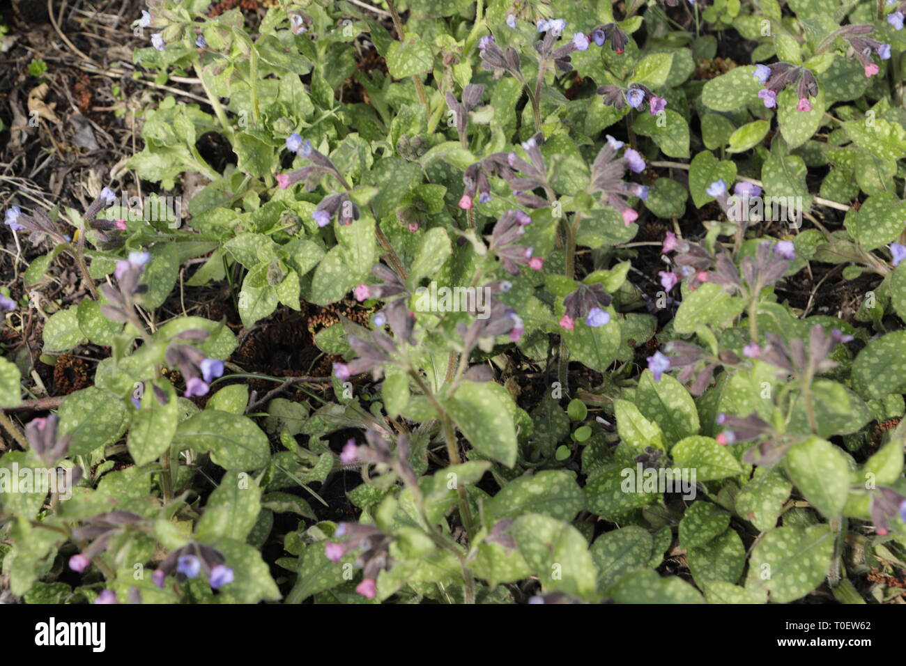 Pulmonaria officinalis or common lungwort Stock Photo - Alamy