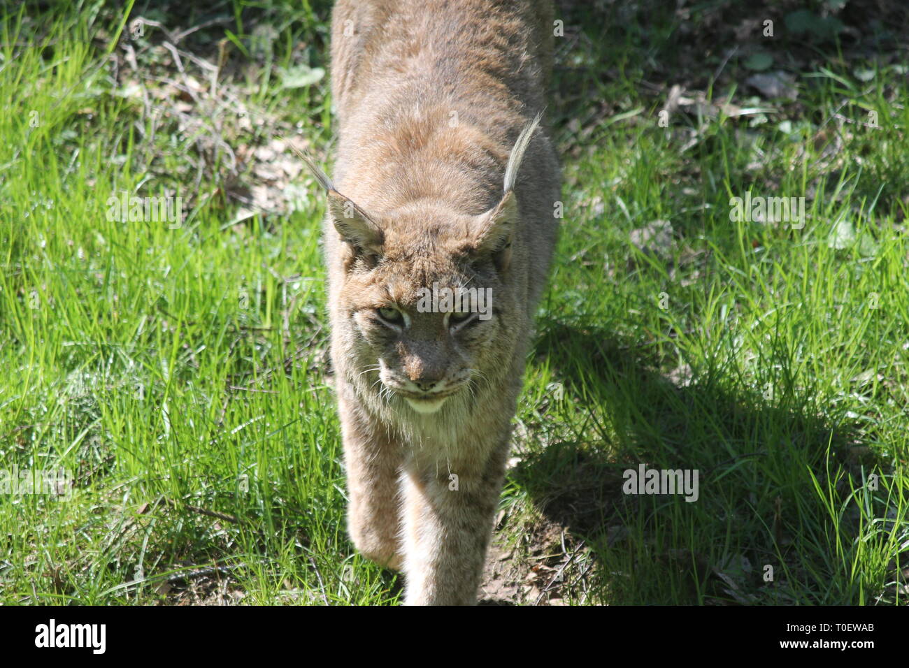 Luchs katze hi-res stock photography and images - Alamy
