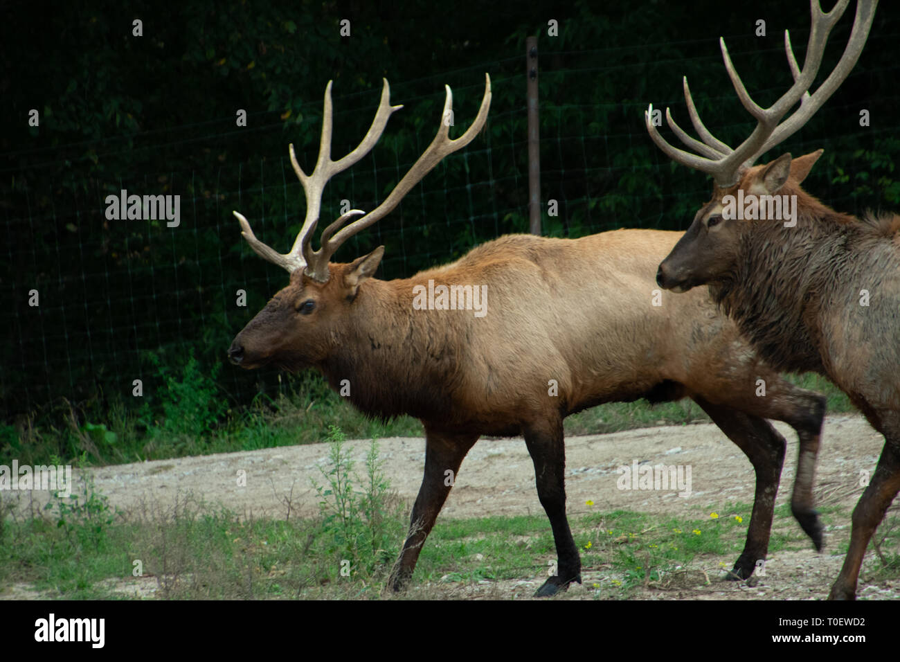 Multiple elk hi-res stock photography and images - Alamy