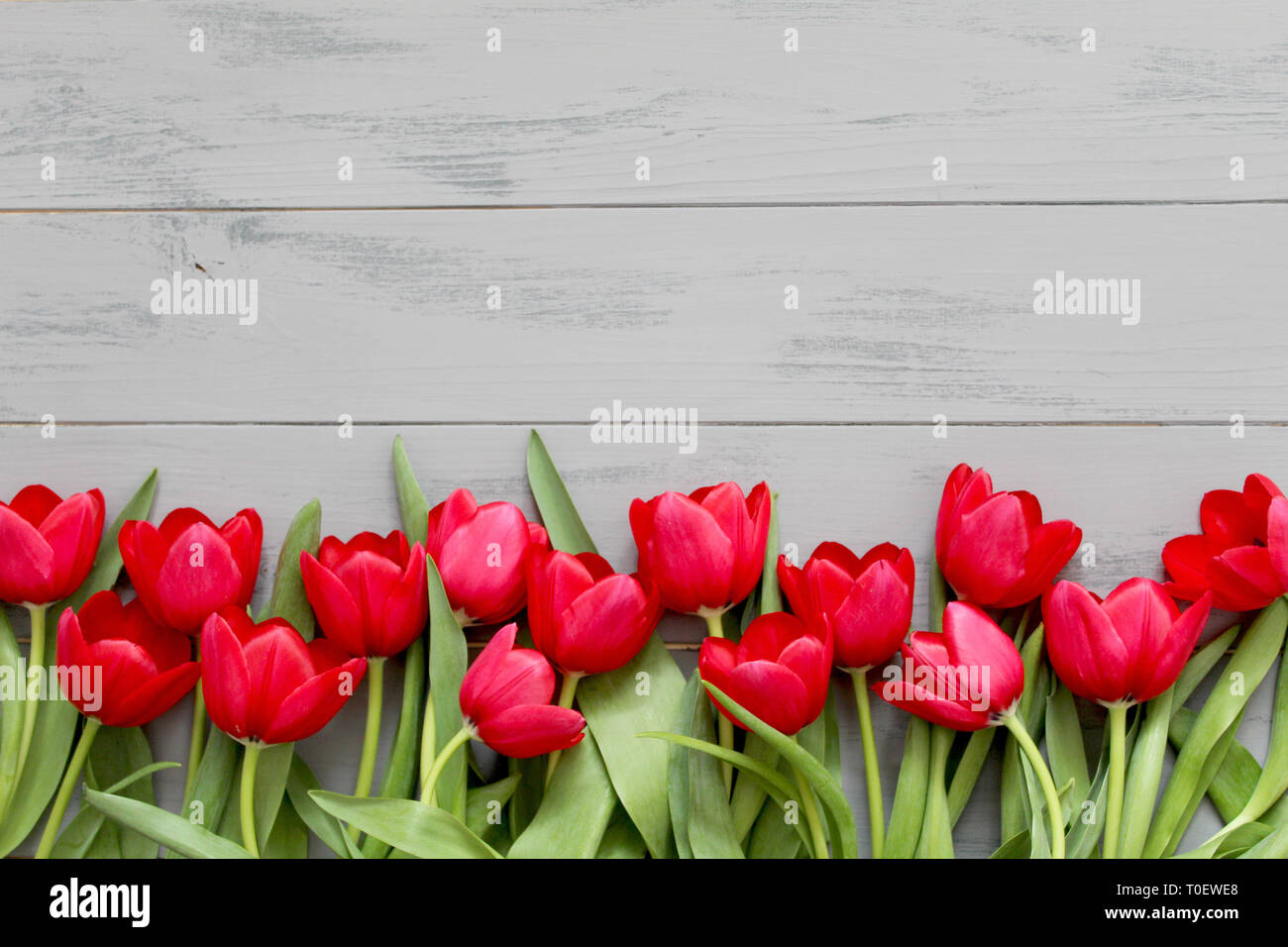 Row of tulips hi-res stock photography and images - Alamy