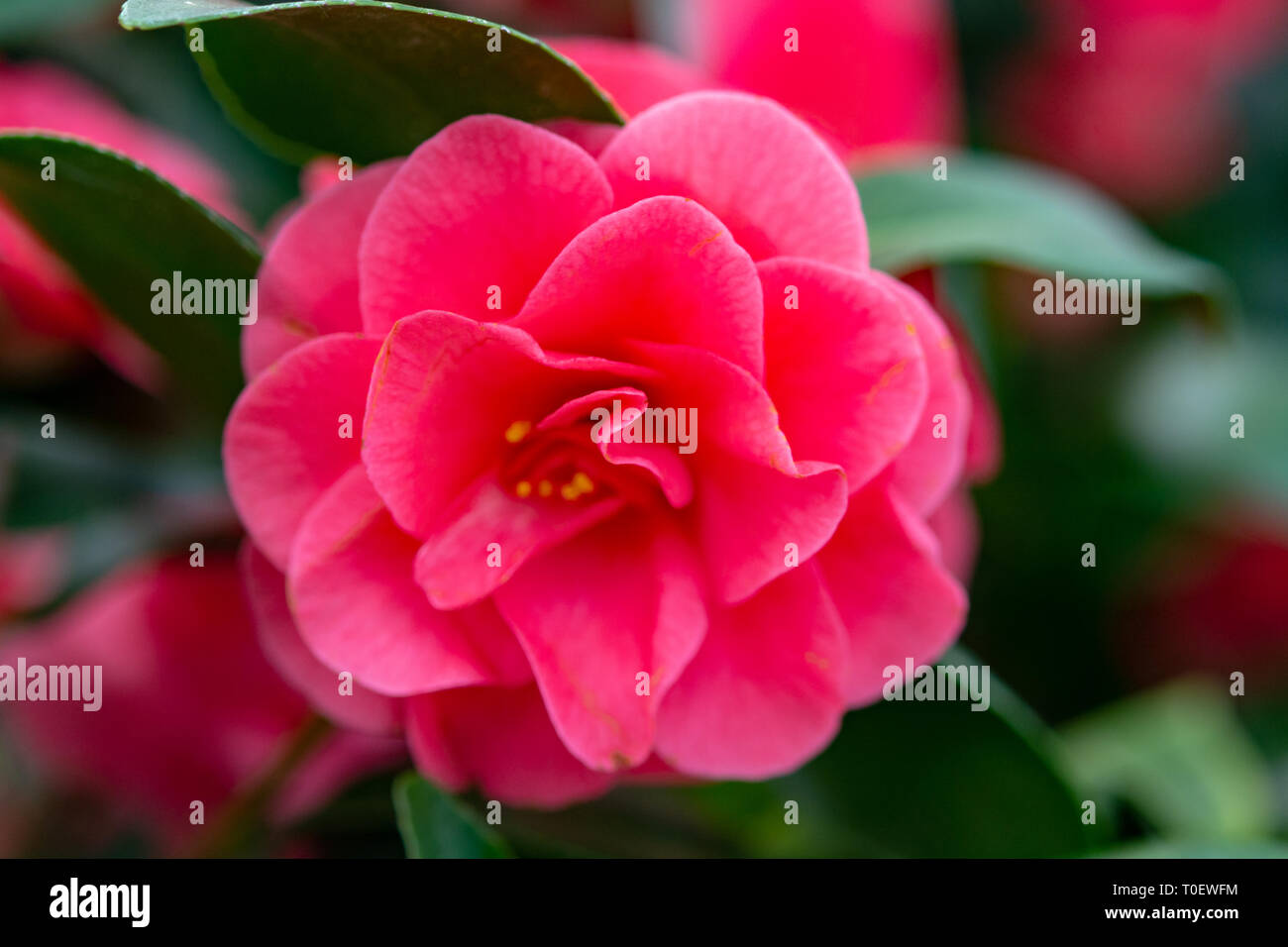 Big flowers of Camellia shrub or tree, flowering plant, close up Stock ...