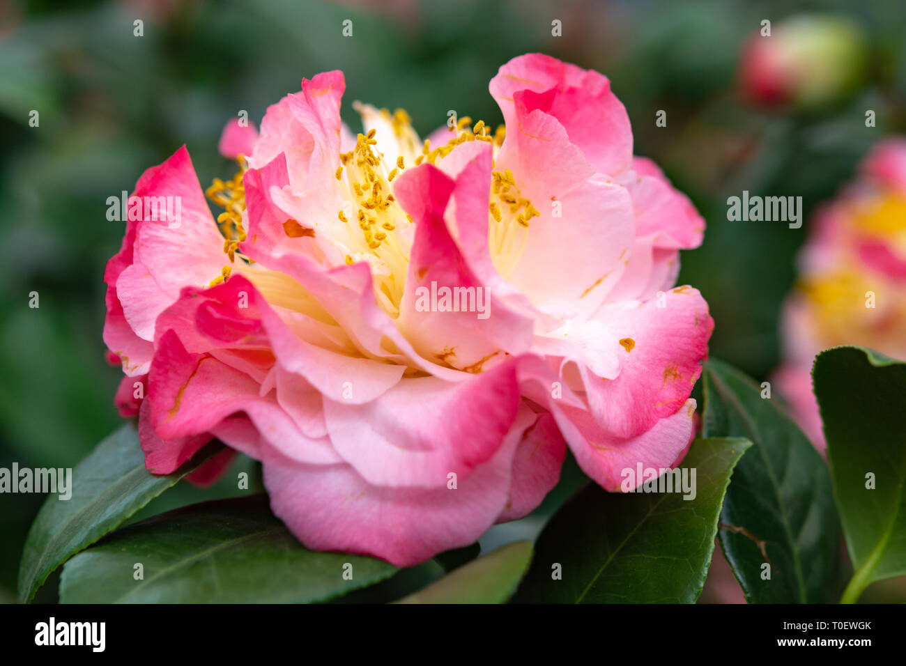 Big flowers of Camellia shrub or tree, flowering plant, close up Stock ...