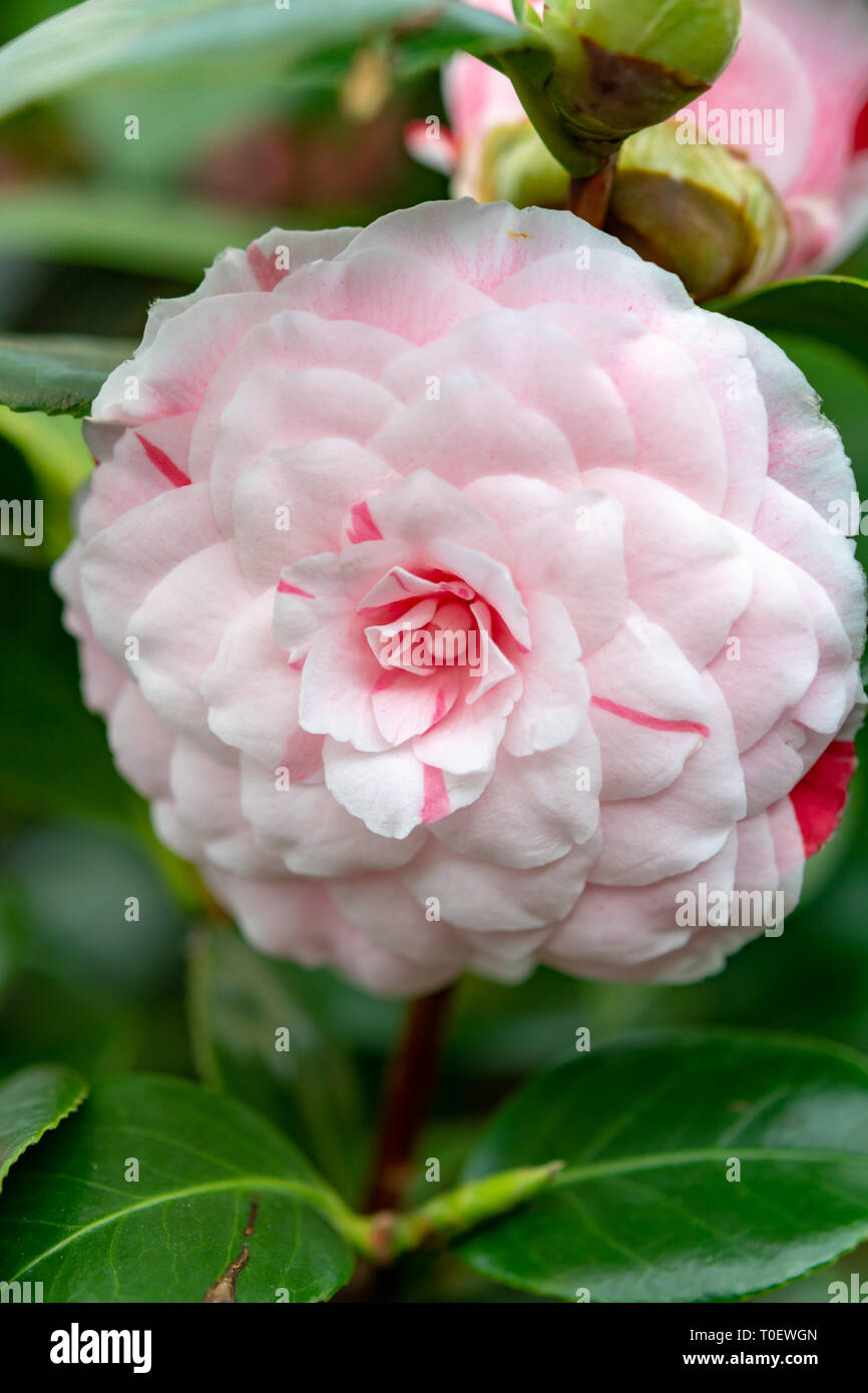 Big flowers of Camellia shrub or tree, flowering plant, close up Stock ...