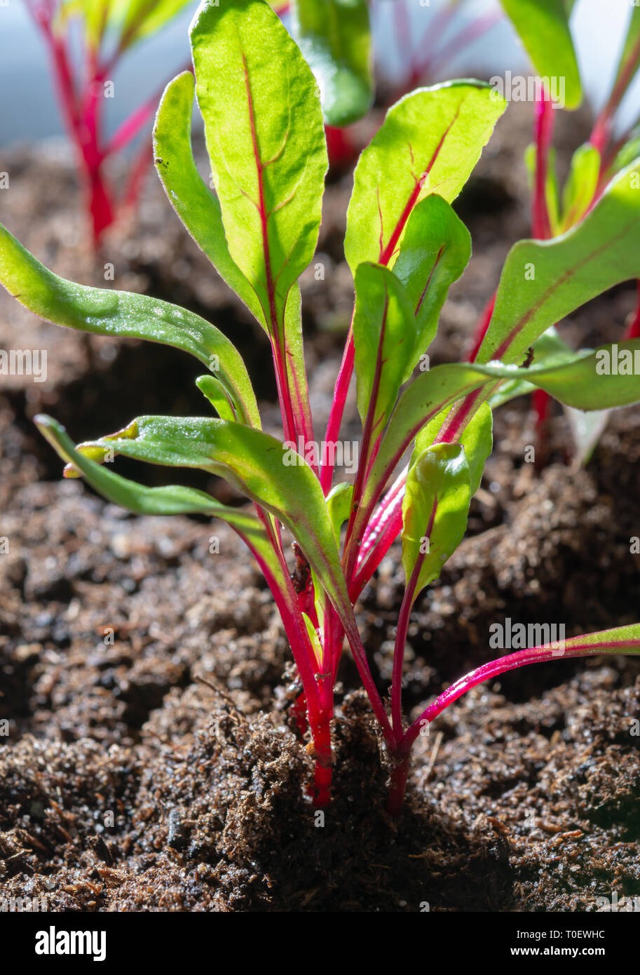 Beetroot seedlings hi-res stock photography and images - Alamy