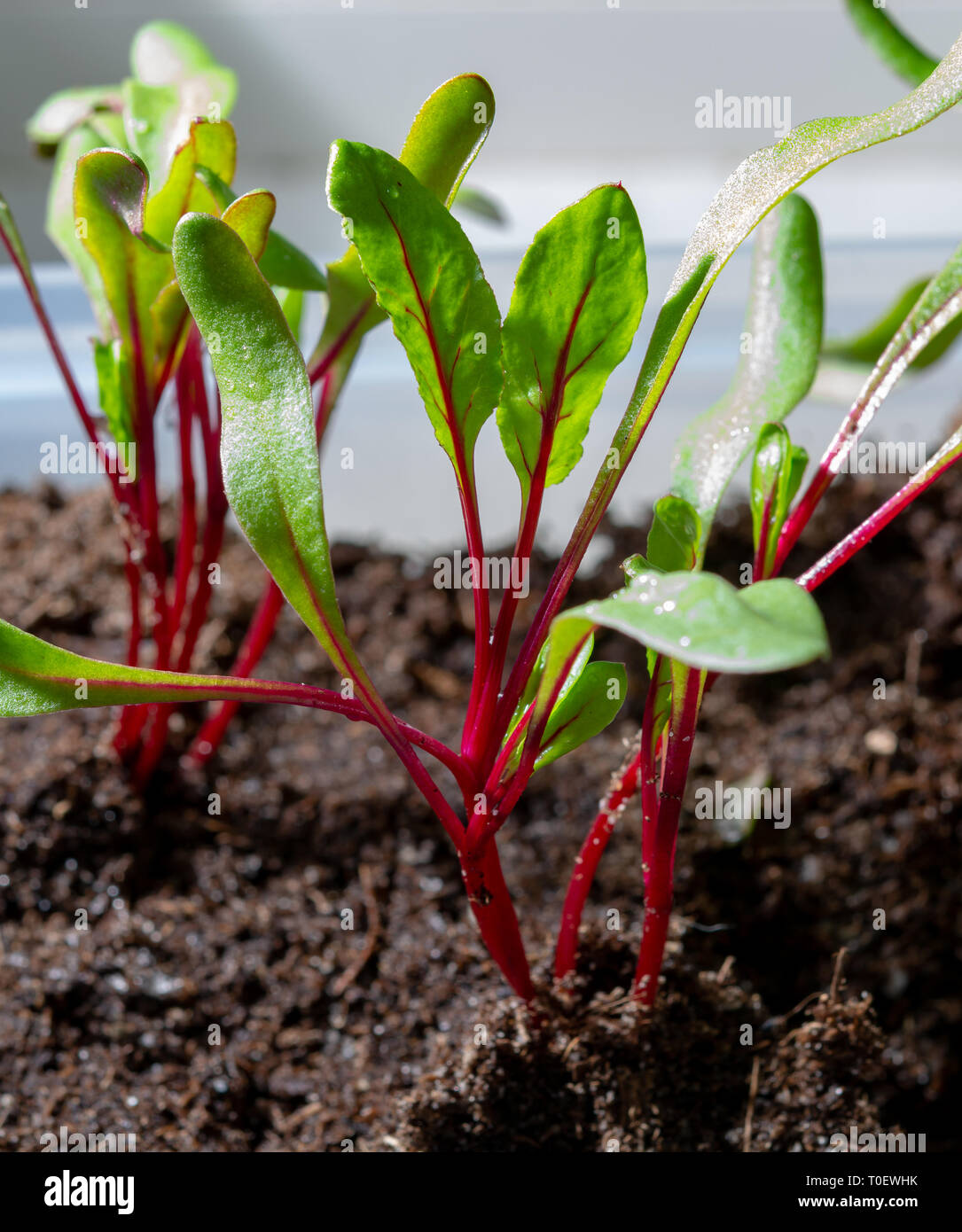 Garden beetroot seedlings hi-res stock photography and images - Alamy