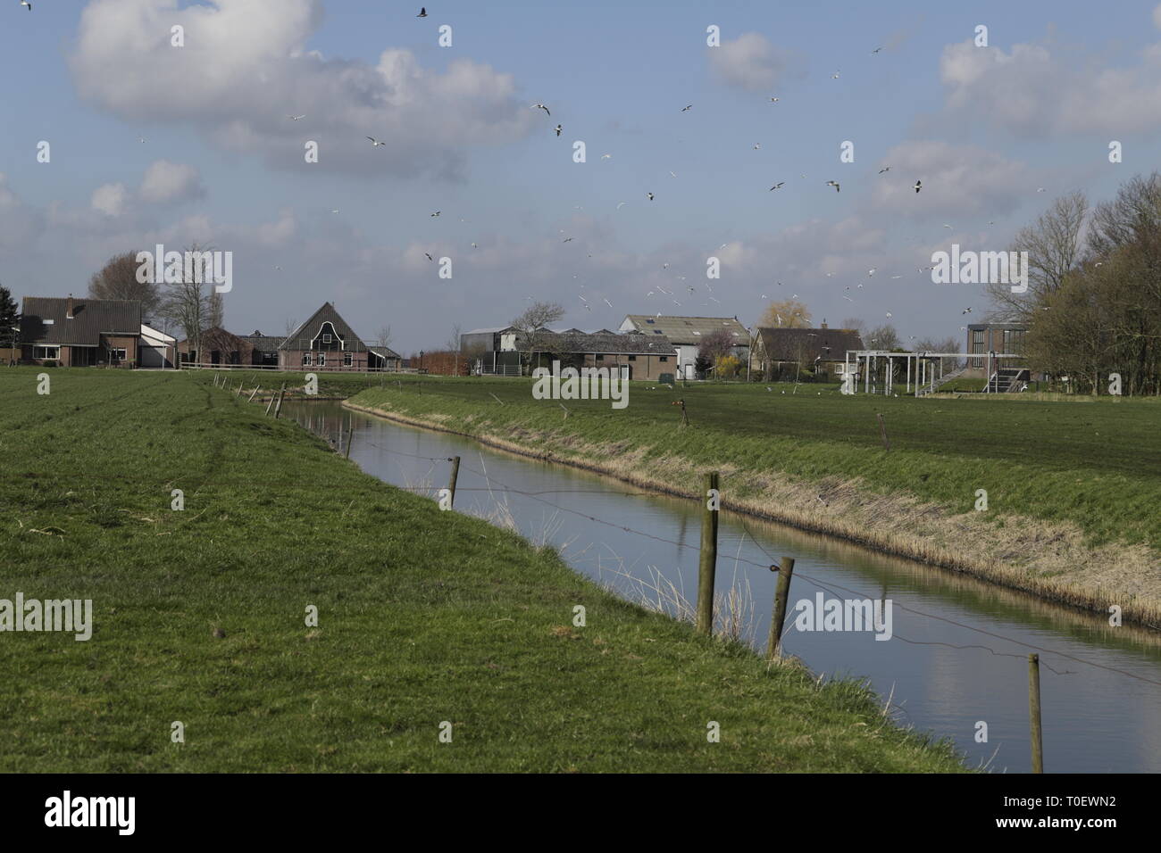 typical Dutch landscape Stock Photo - Alamy