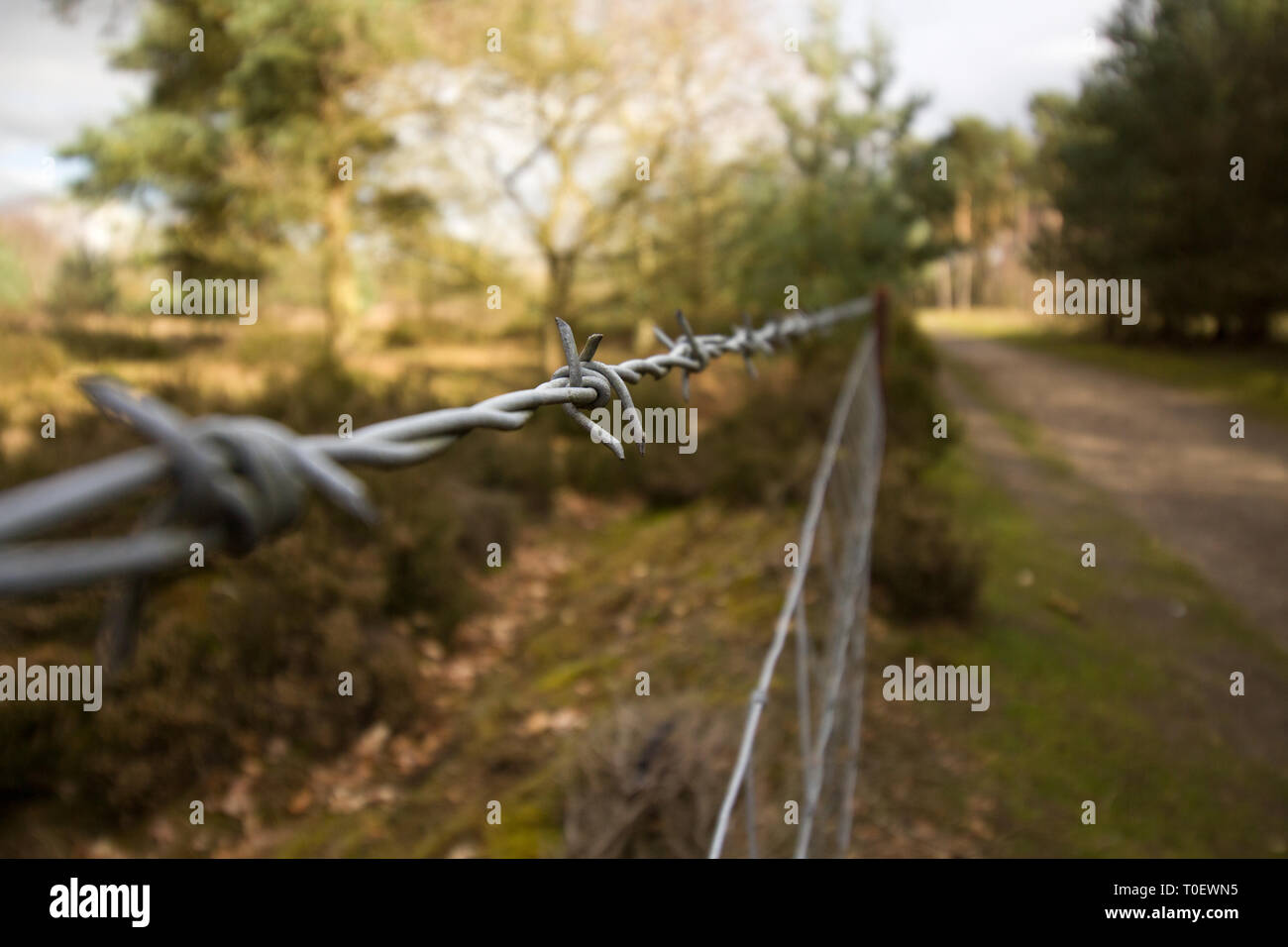 Barbed Wire Fence Dividing The Forest In Two. Ostlers Plantation ...