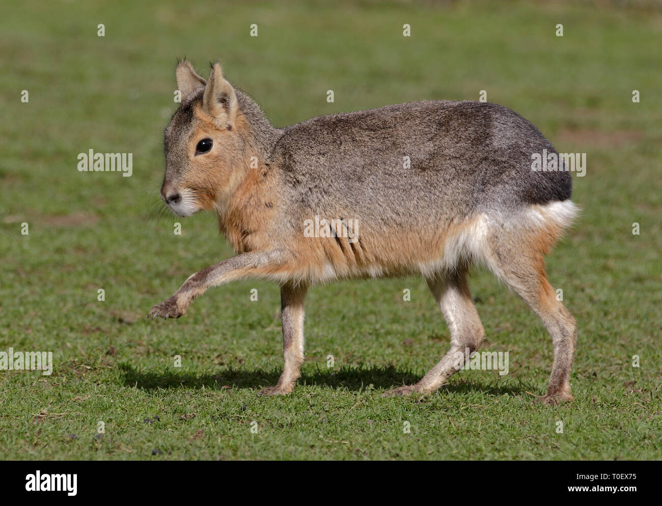 Dolichotis patagonum hi-res stock photography and images - Alamy
