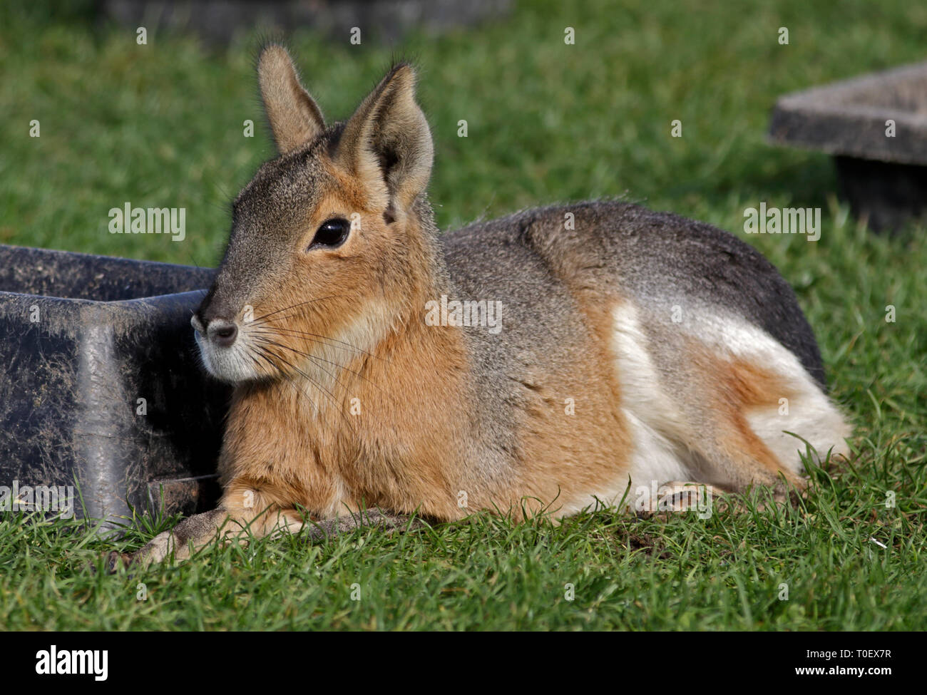 Mara (dolichotis patagonum Stock Photo - Alamy