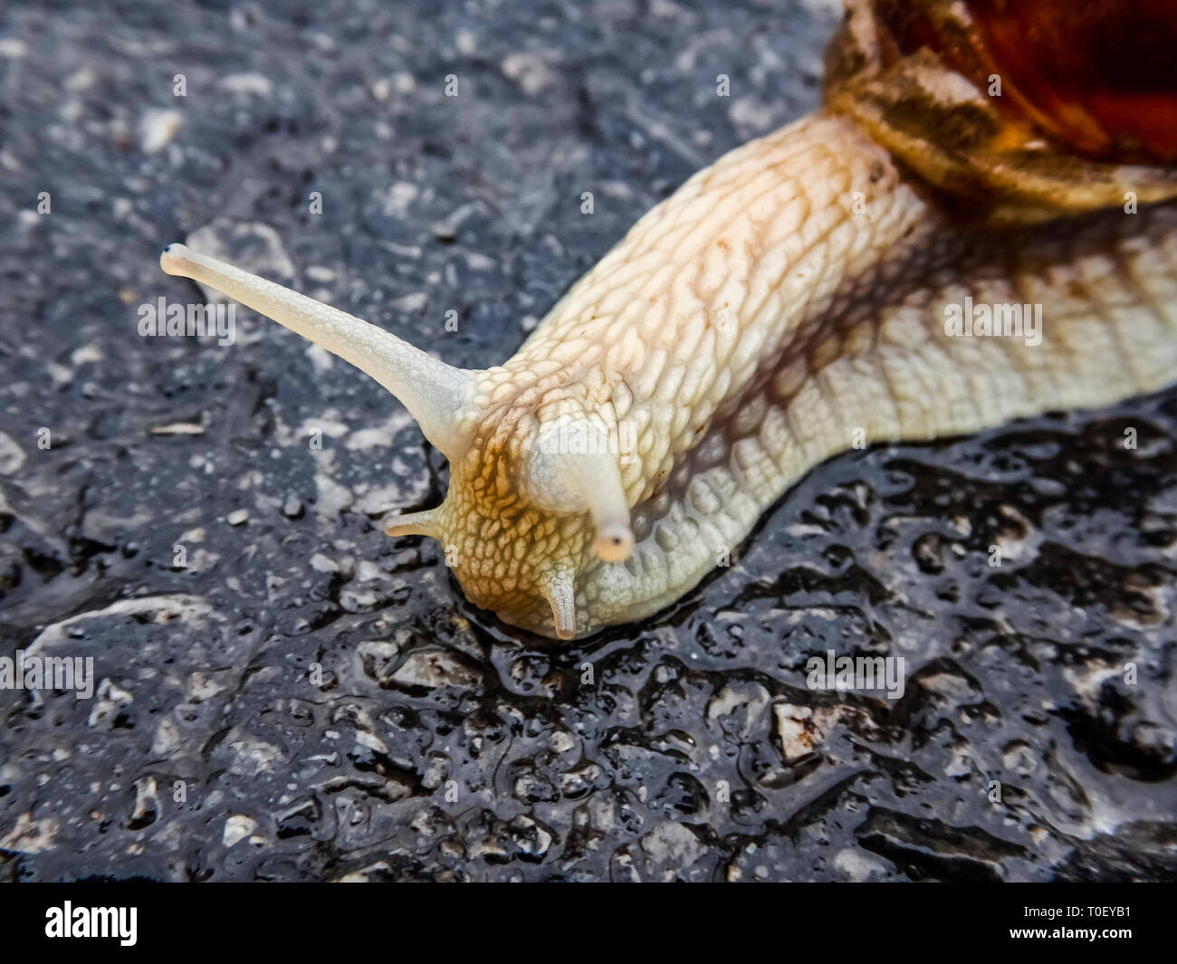 Snail head macro hi-res stock photography and images - Alamy