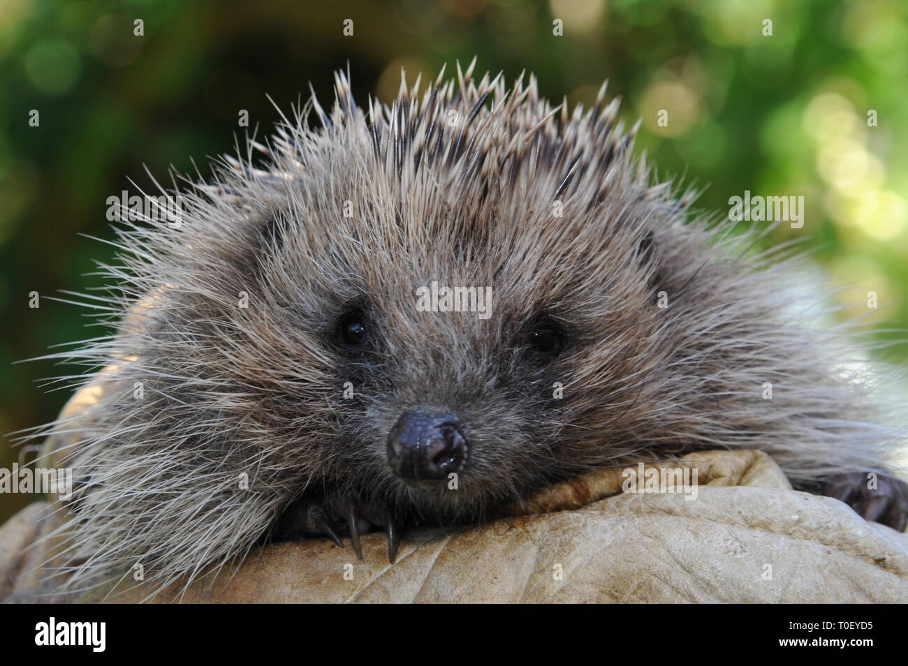 Claw injury hi-res stock photography and images - Alamy