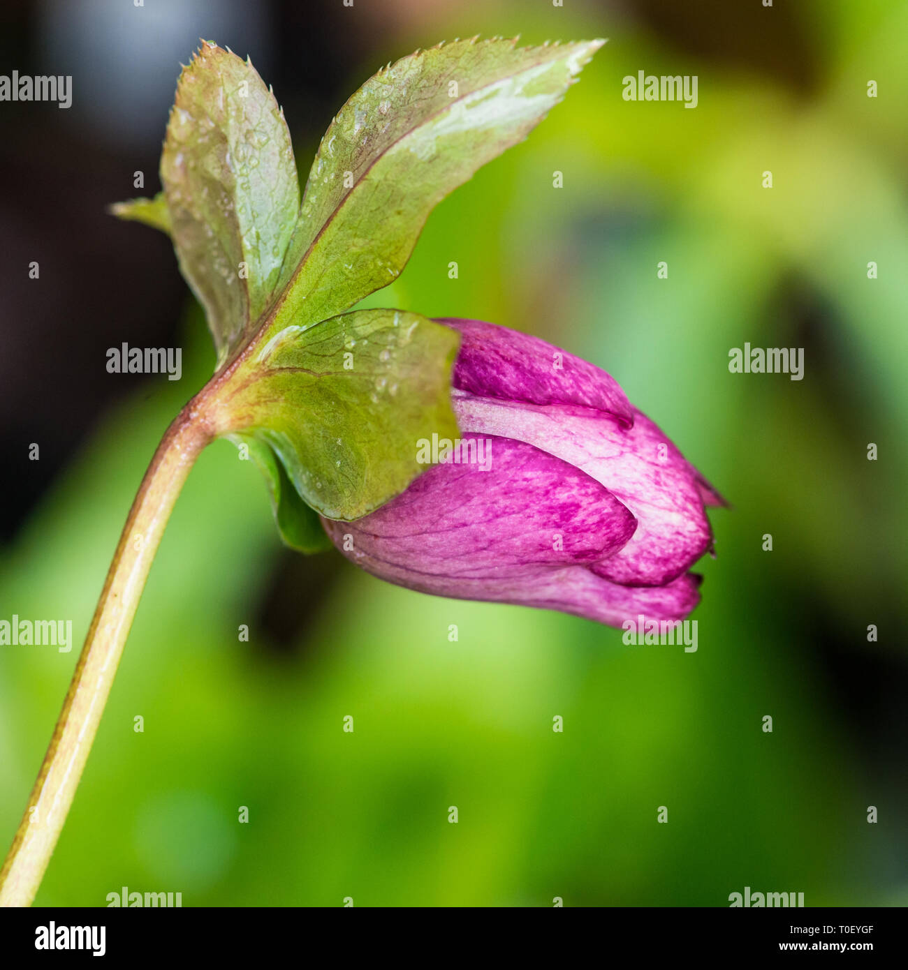 Double flower and bud hi-res stock photography and images - Alamy