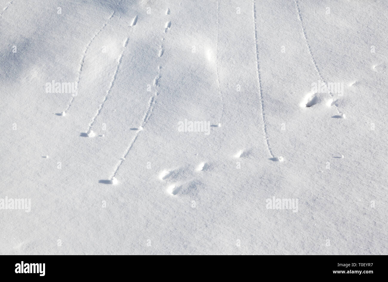 Small snowballs rolling down fresh snow Stock Photo - Alamy