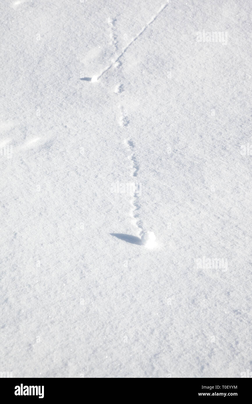 Rolling snowball hi-res stock photography and images - Alamy
