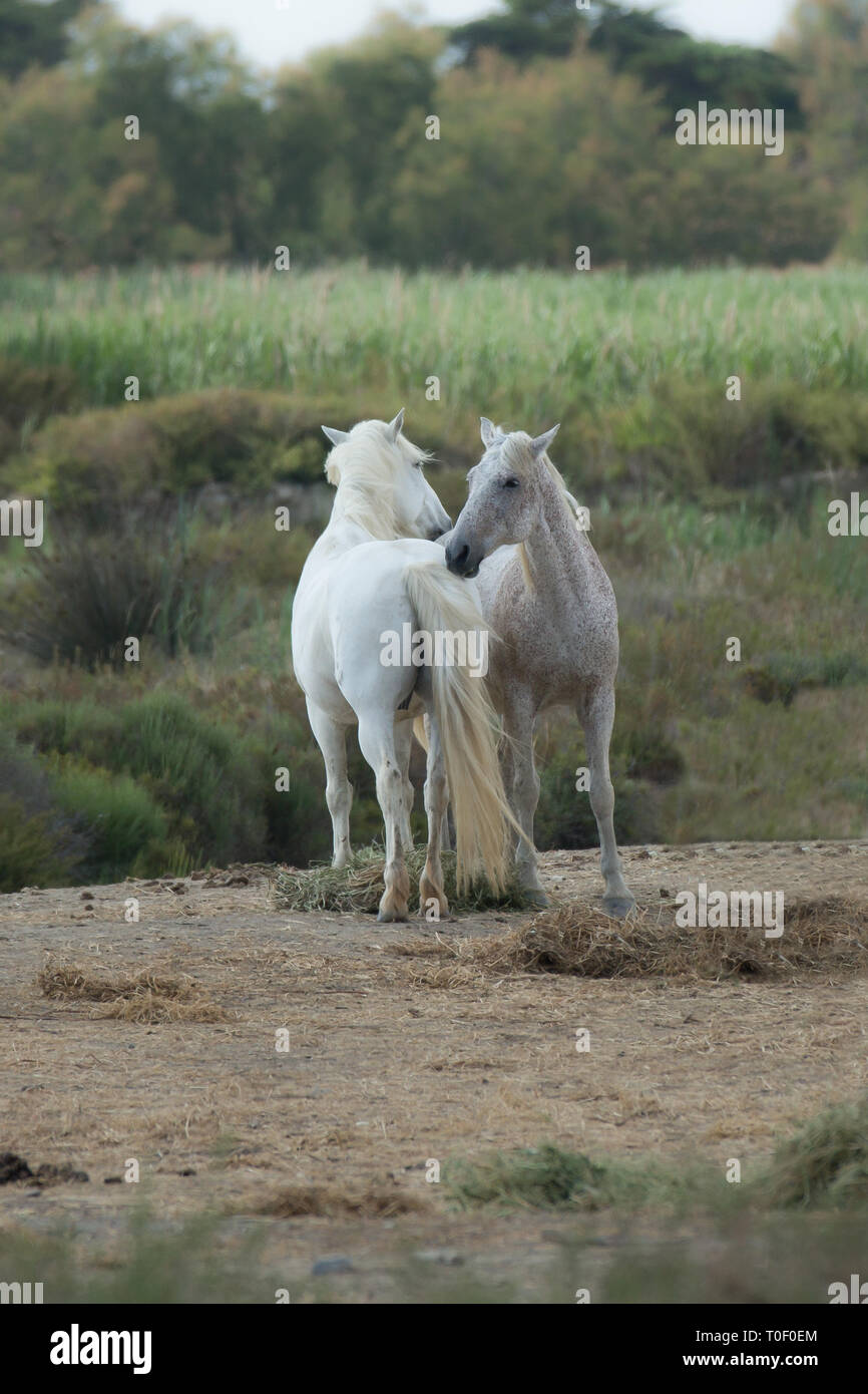 The white horses of the Camargue. Camargue horses - Equus ferus ...