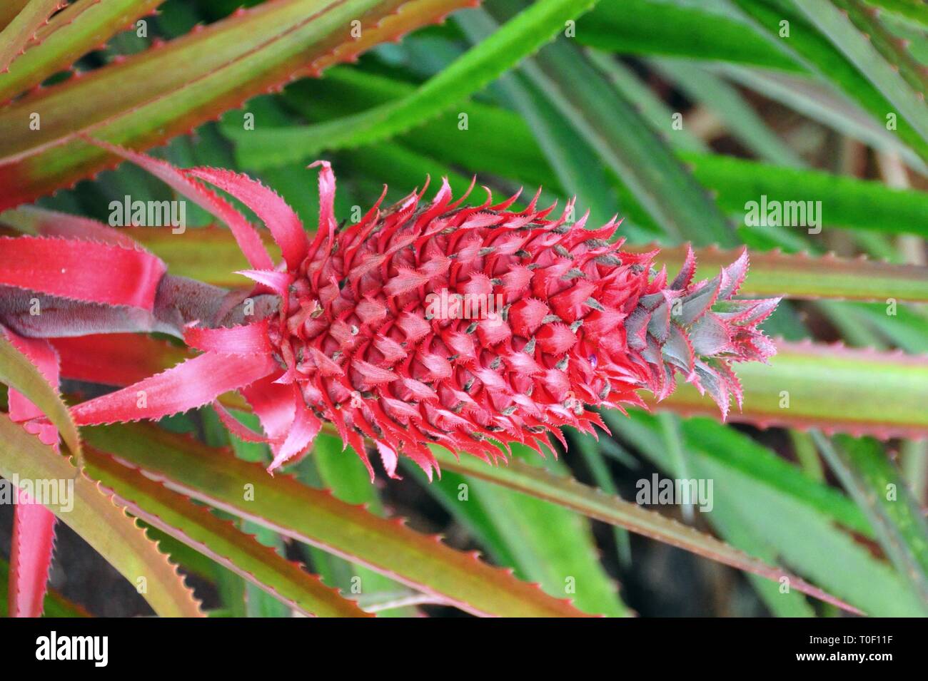 Red pineapple hi-res stock photography and images - Alamy
