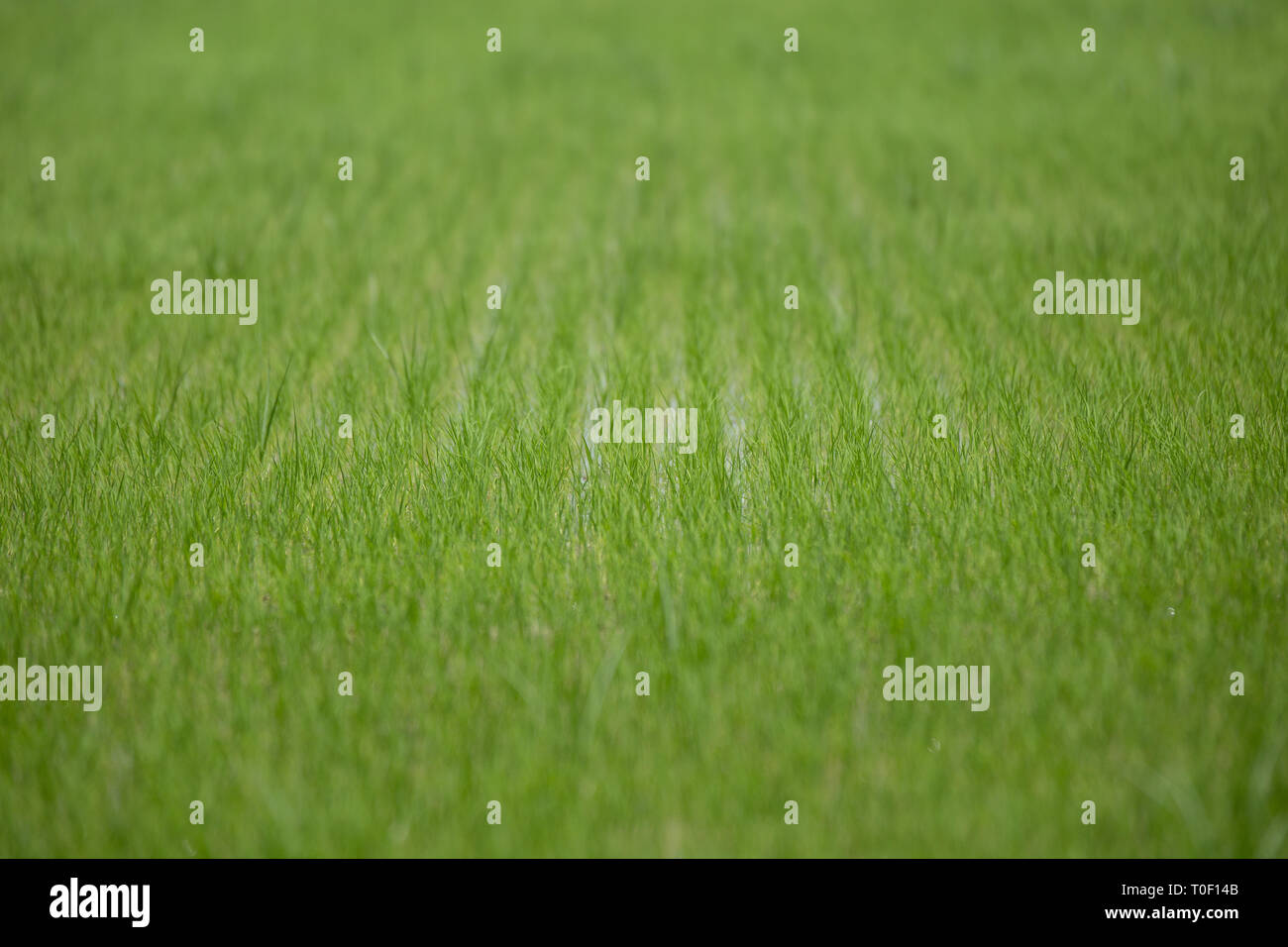 Rice paddy field europe hi-res stock photography and images - Alamy