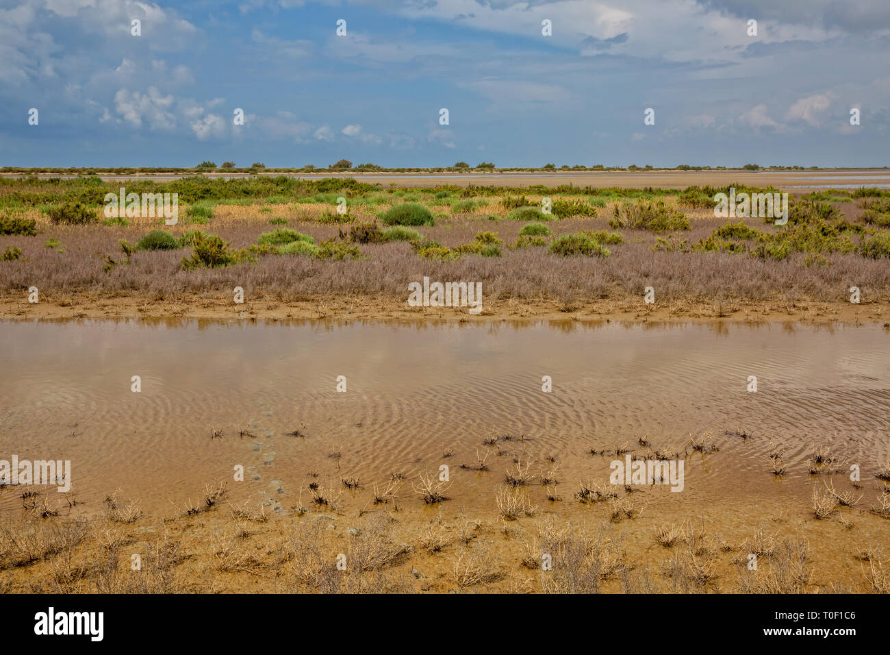 The marshy landscape of the Rhône estuary is one of the most important ...
