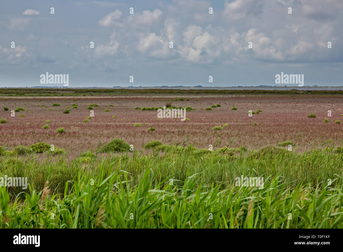 Camargue national park hi-res stock photography and images - Alamy