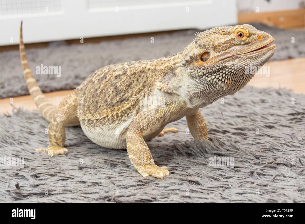 A full body photo of a bearded dragon Stock Photo - Alamy