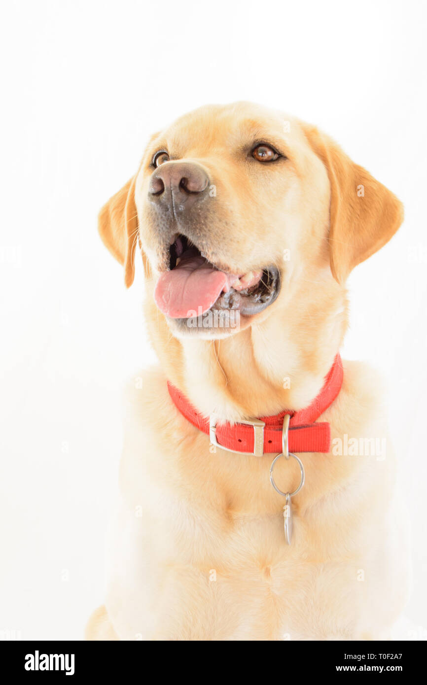 A golden labrador portrait on a white background Stock Photo - Alamy