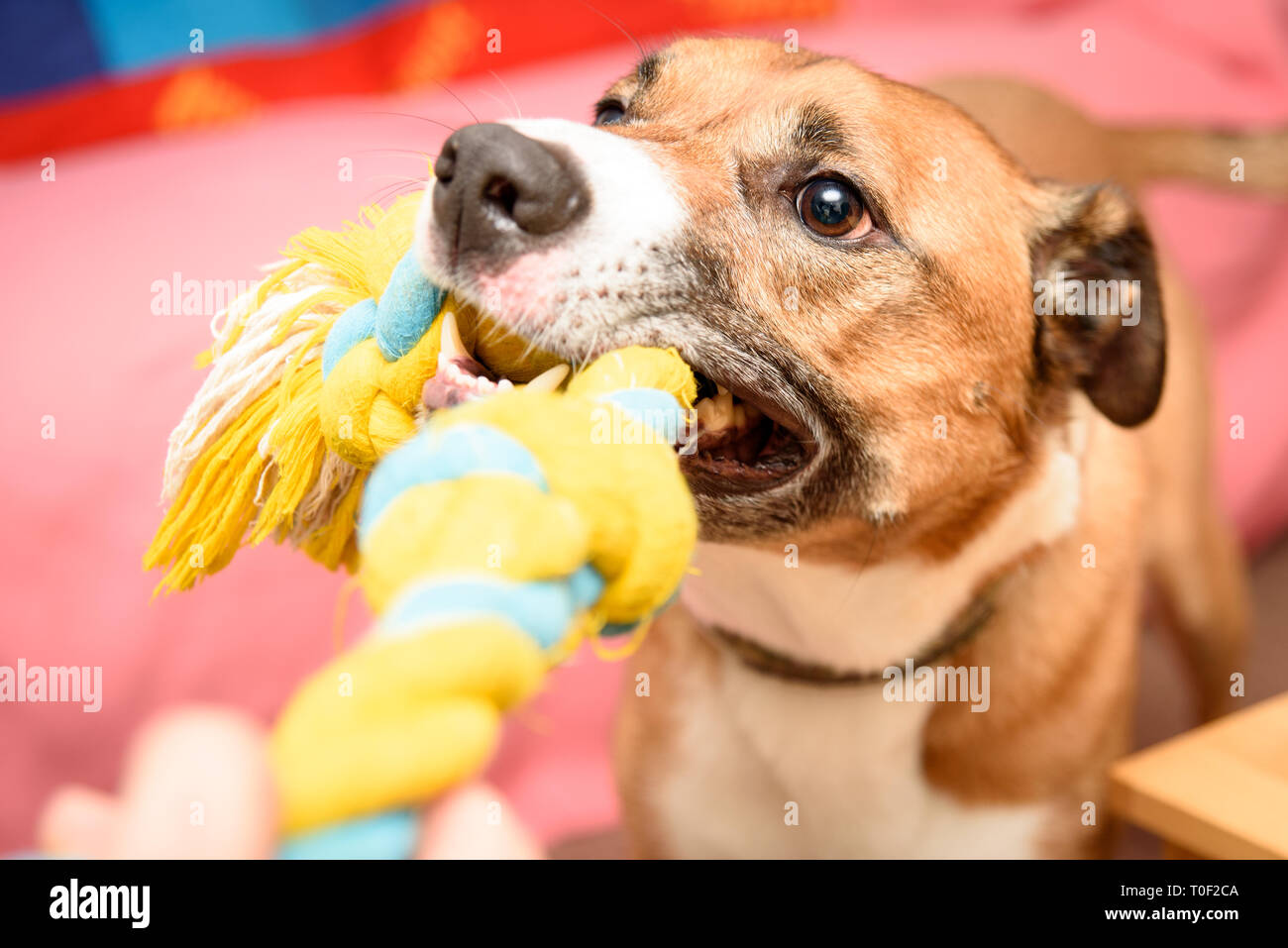 Dog pulling rope hi-res stock photography and images - Alamy