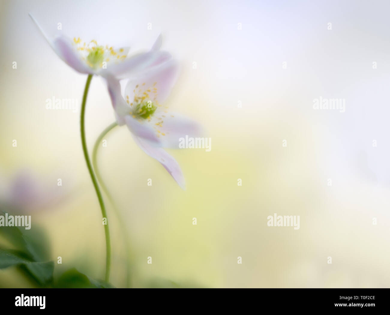 A pair of wood anemones entangled in love embrace. White pink wild ...